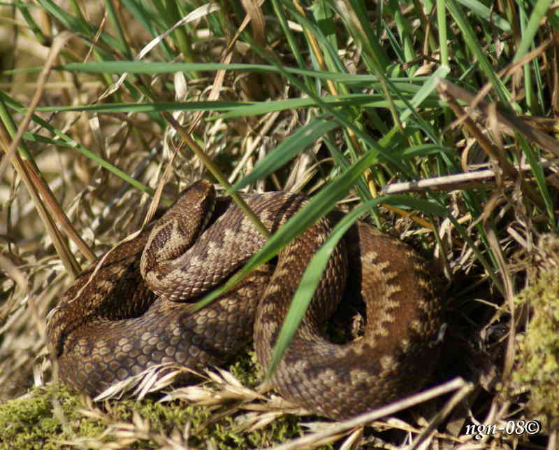 Onsjökärret « bilder.ngn.nu