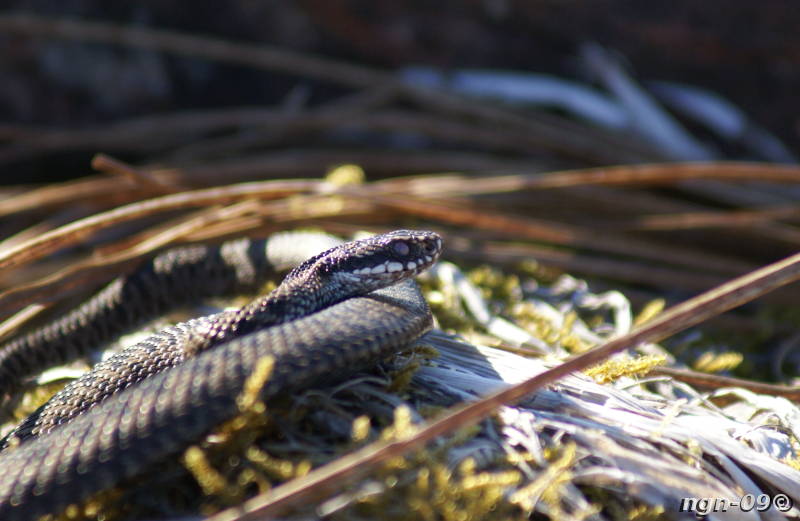 Huggorm « bilder.ngn.nu